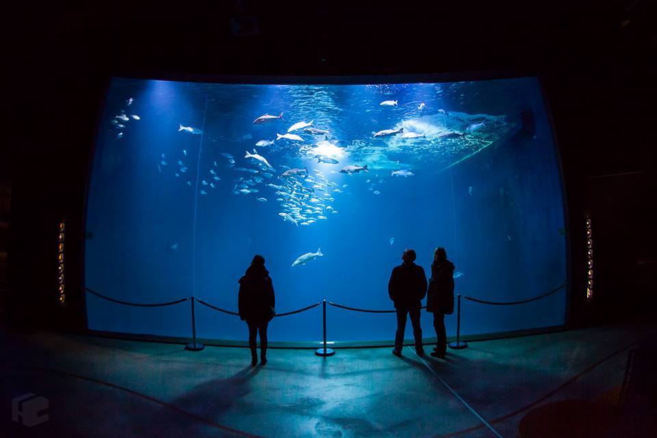 Oceanarium w Stralsund | Podróże / Wycieczki | Rodzinka | Hot Magazine